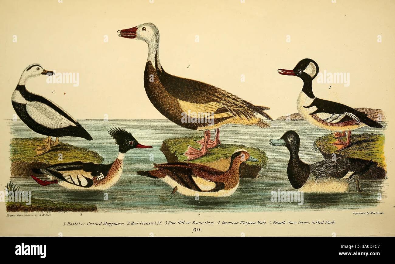 Diverse assembly of waterfowl hi-res stock photography and images - Alamy