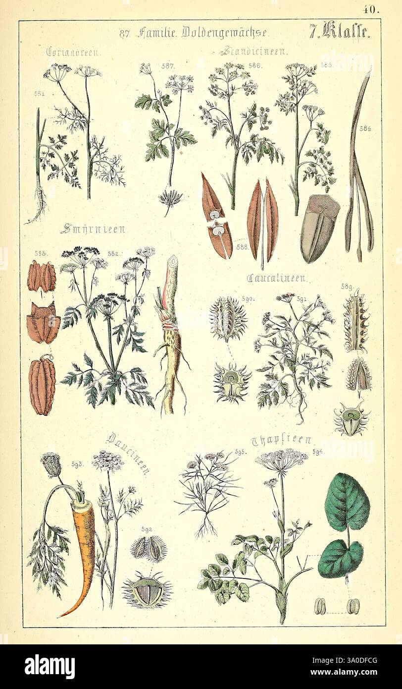 Populäre Botanik Stuttgart, Krais & Hoffmann, 1857, botanical ...