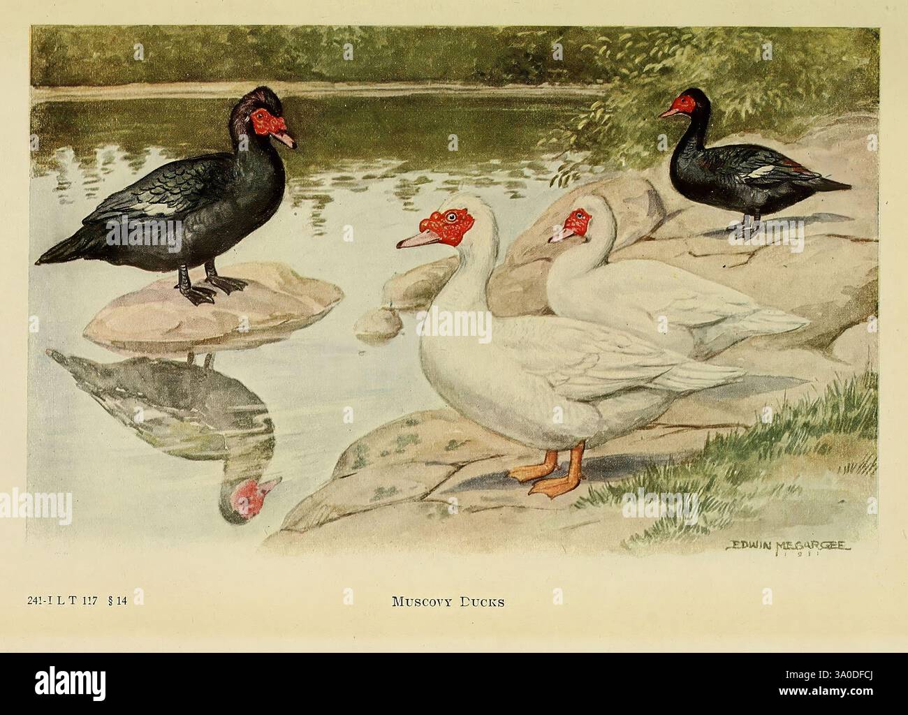 The book of poultry New York The Macmillan Company 1921 poultry Cairina ...