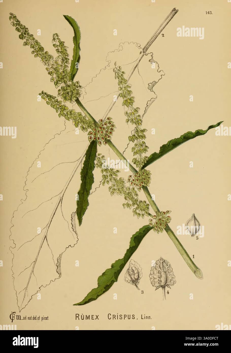 American, medicinal, plants, New York, Boericke & Tafel, c1887, botany ...