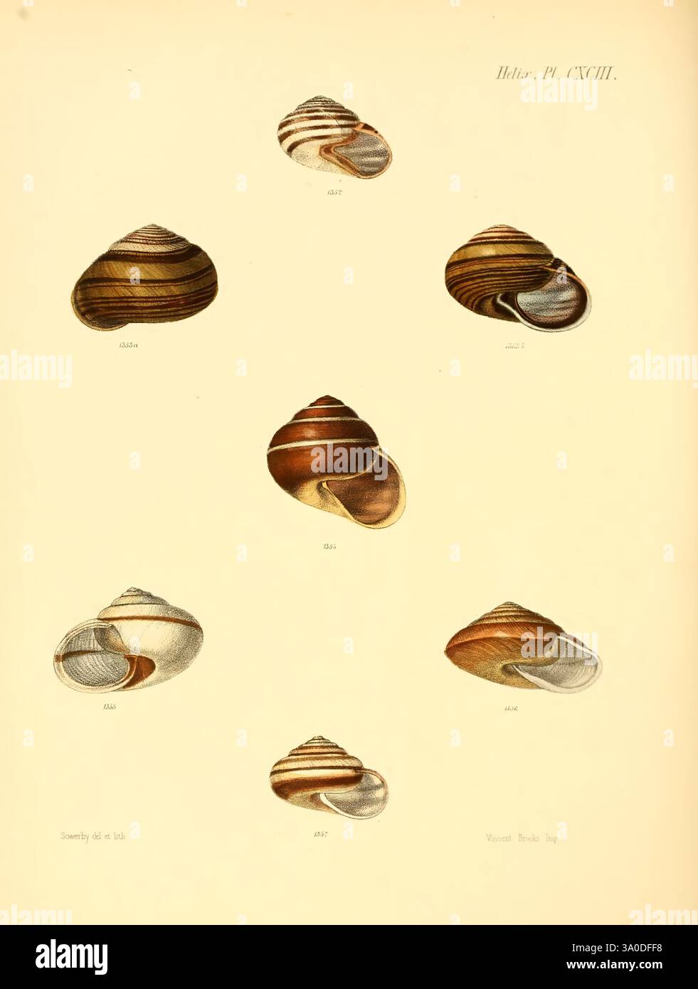 Variety of intricately detailed seashells hi-res stock photography and ...