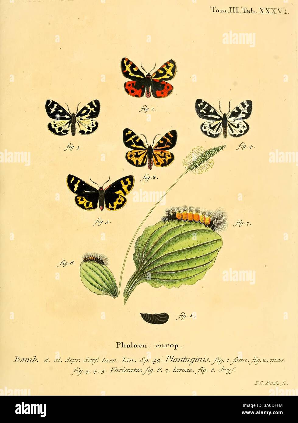 Six distinct butterflies labeled hi-res stock photography and images ...