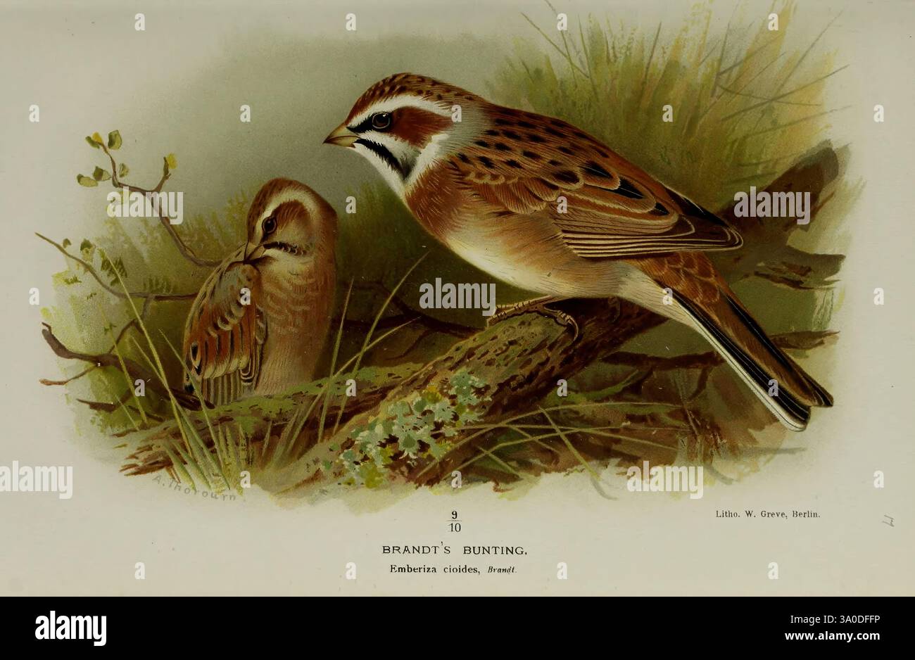 Beautifully illustrated depiction of two sparrows hi-res stock ...
