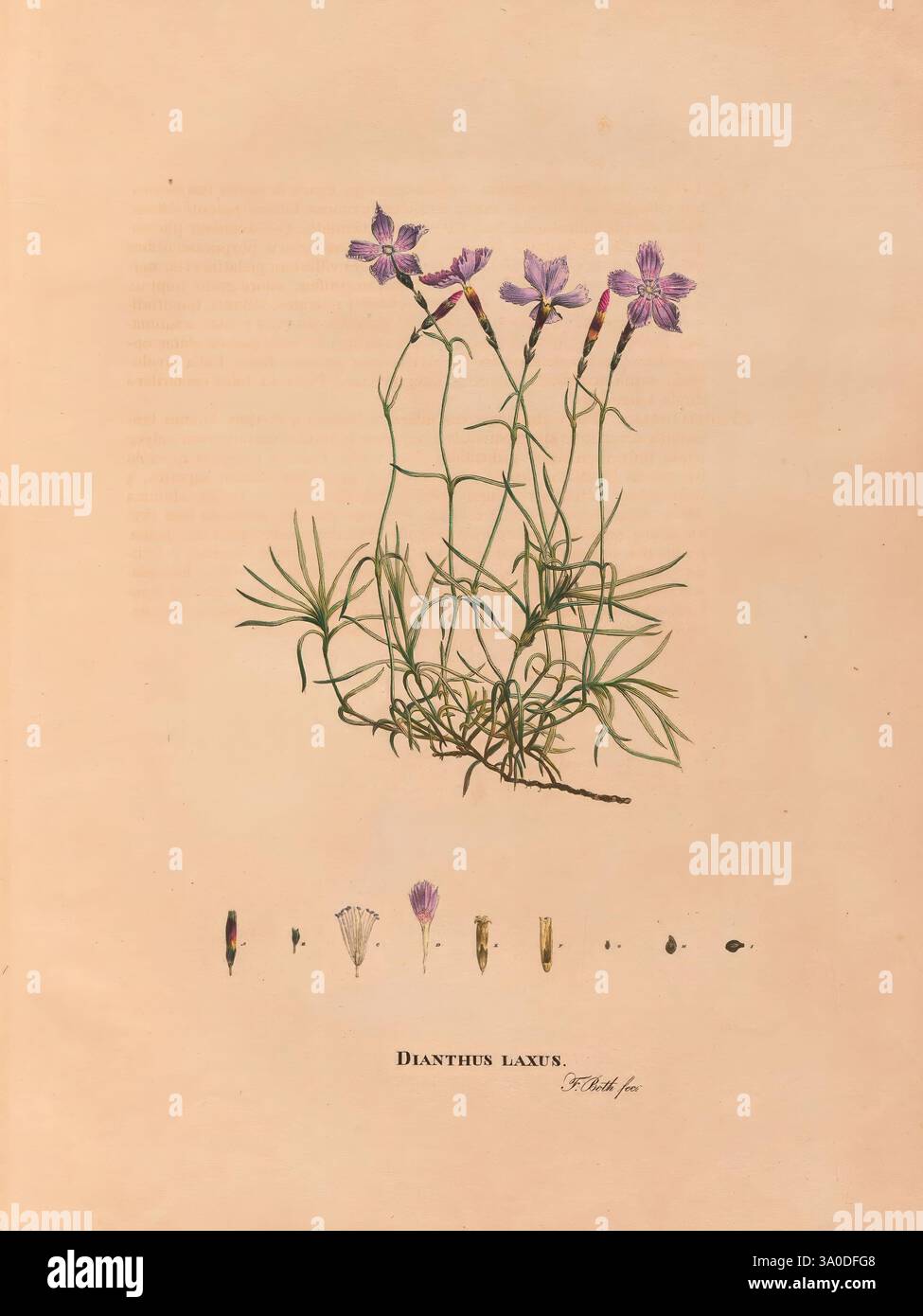 Hortus canalius, Prague, Ex typo, et litho, graphia Theophili Haase ...