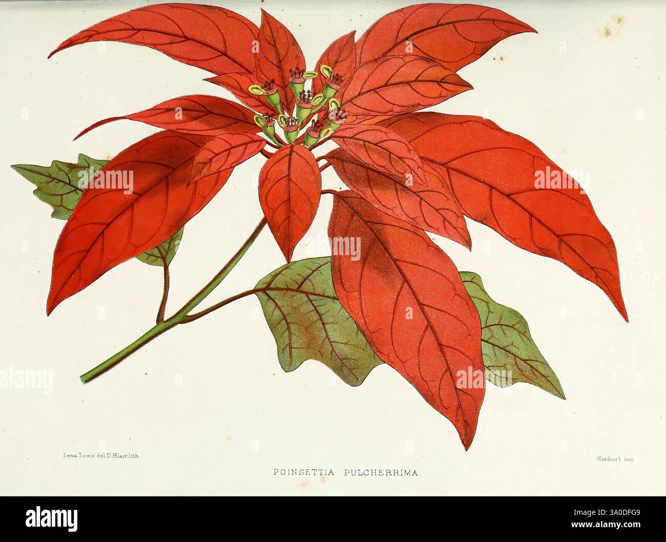 Vibrant poinsettia plant features hi-res stock photography and images ...