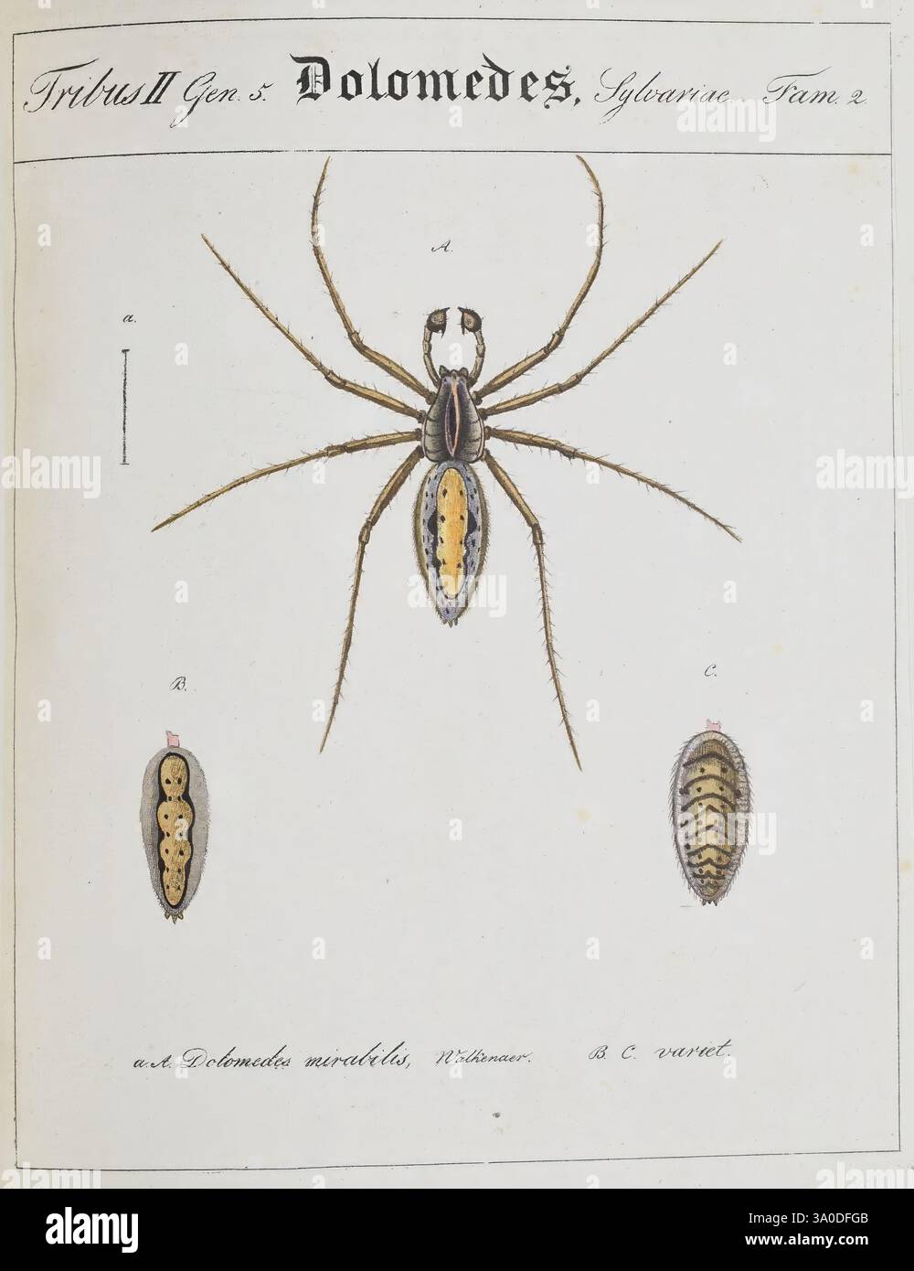 Monographia Aranearum, Monographie der Spinnen, Nurnberg, Lechner, 182 ...