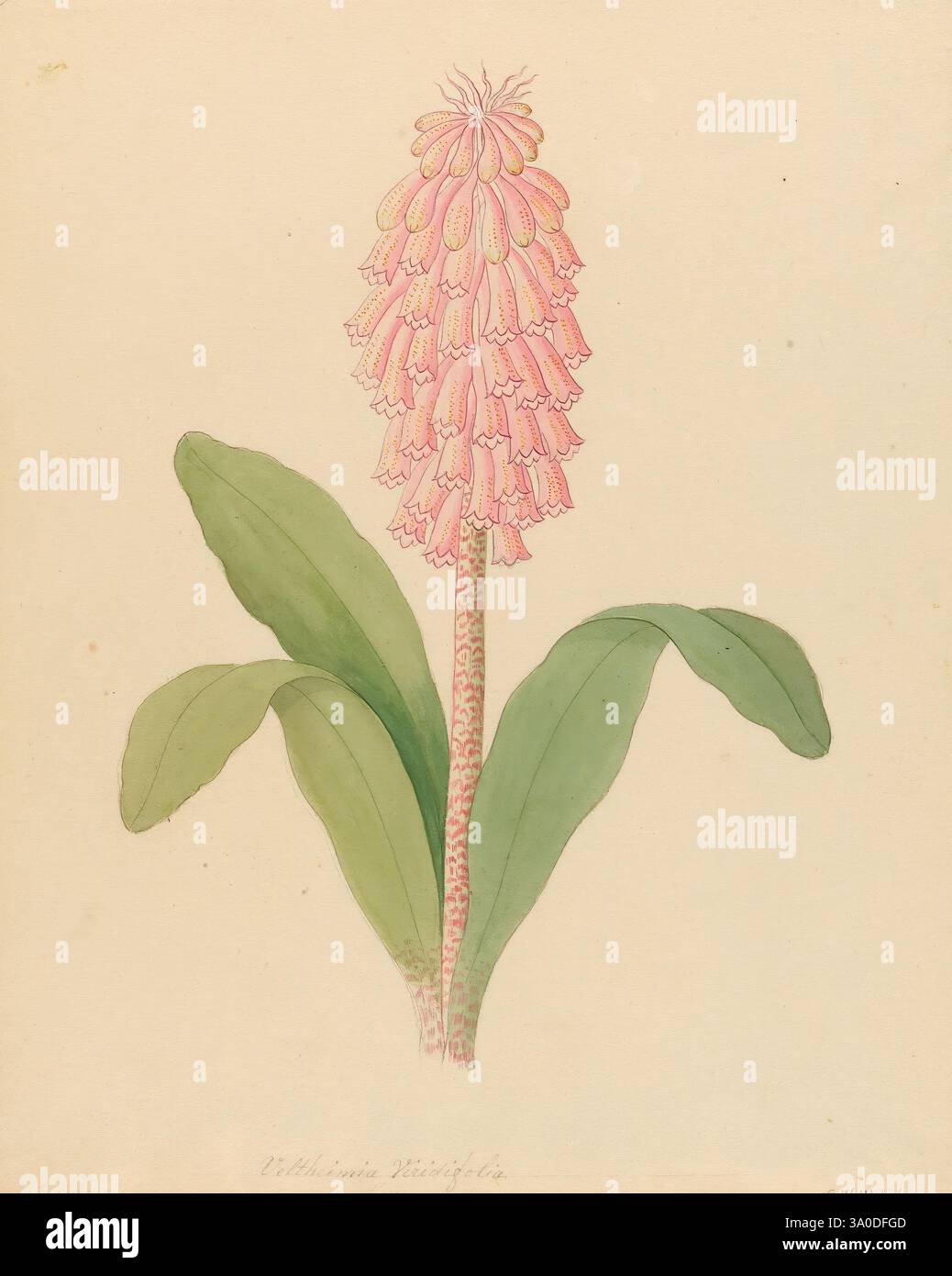 Drawings of plants collected at Cape Town, botanical illustrations ...