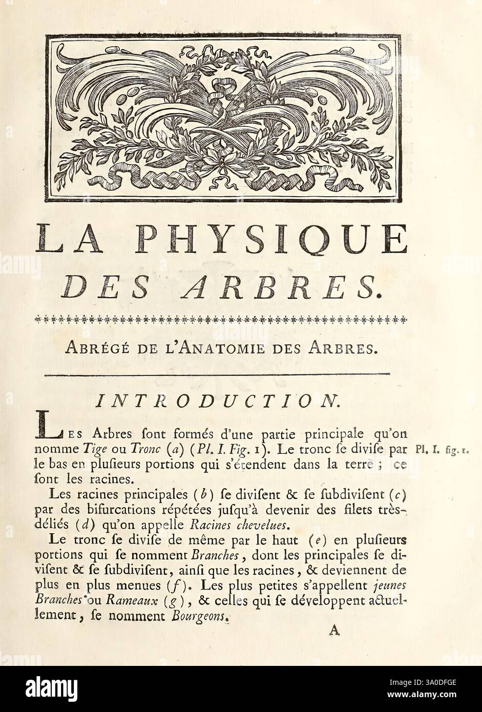 Summary of arboreal anatomy hi-res stock photography and images - Alamy