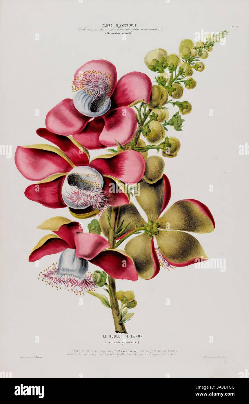 Flore d'Amérique, Paris, Gihaut 1843-1846, America, Pictorial Works ...