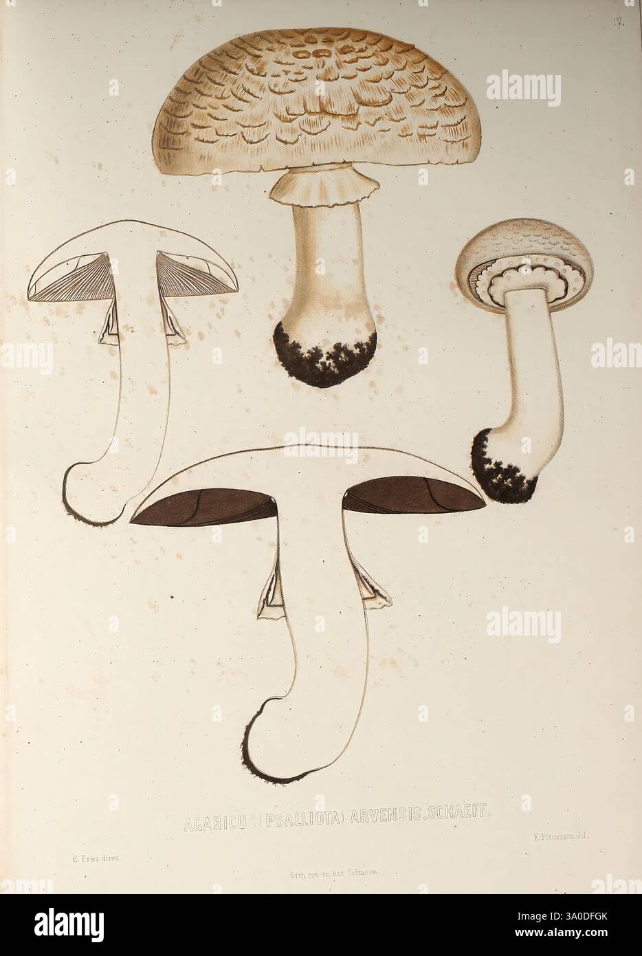 Unique stem characteristics hi-res stock photography and images - Alamy
