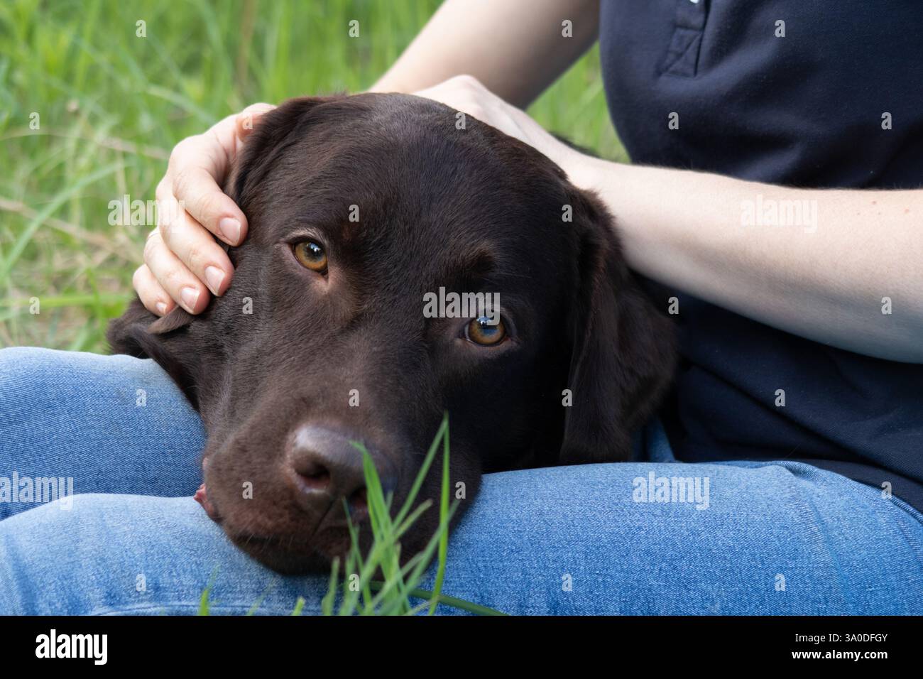 A chocolate Labrador rests quietly on the lap of a person whose hands ...
