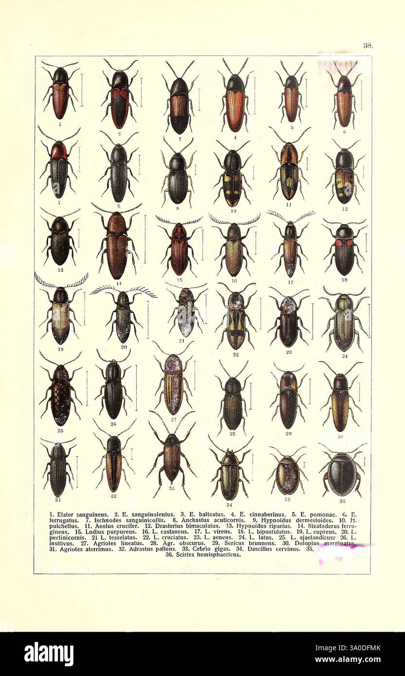 Particular order of insects hi-res stock photography and images - Alamy