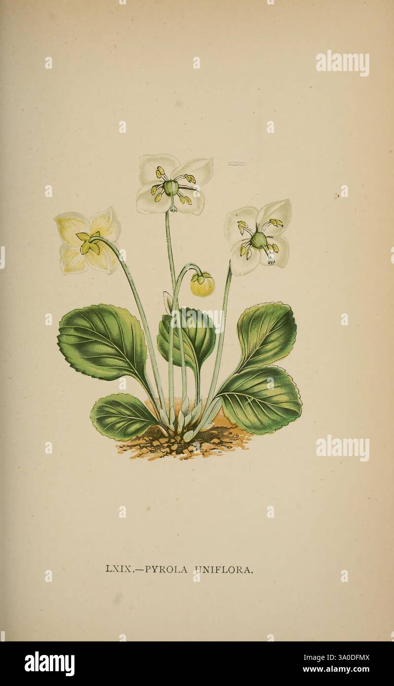 The flora of the Alps, London, J. C. Nimmo, 1896-1900. Alps, flora, mountain plants, plants ...