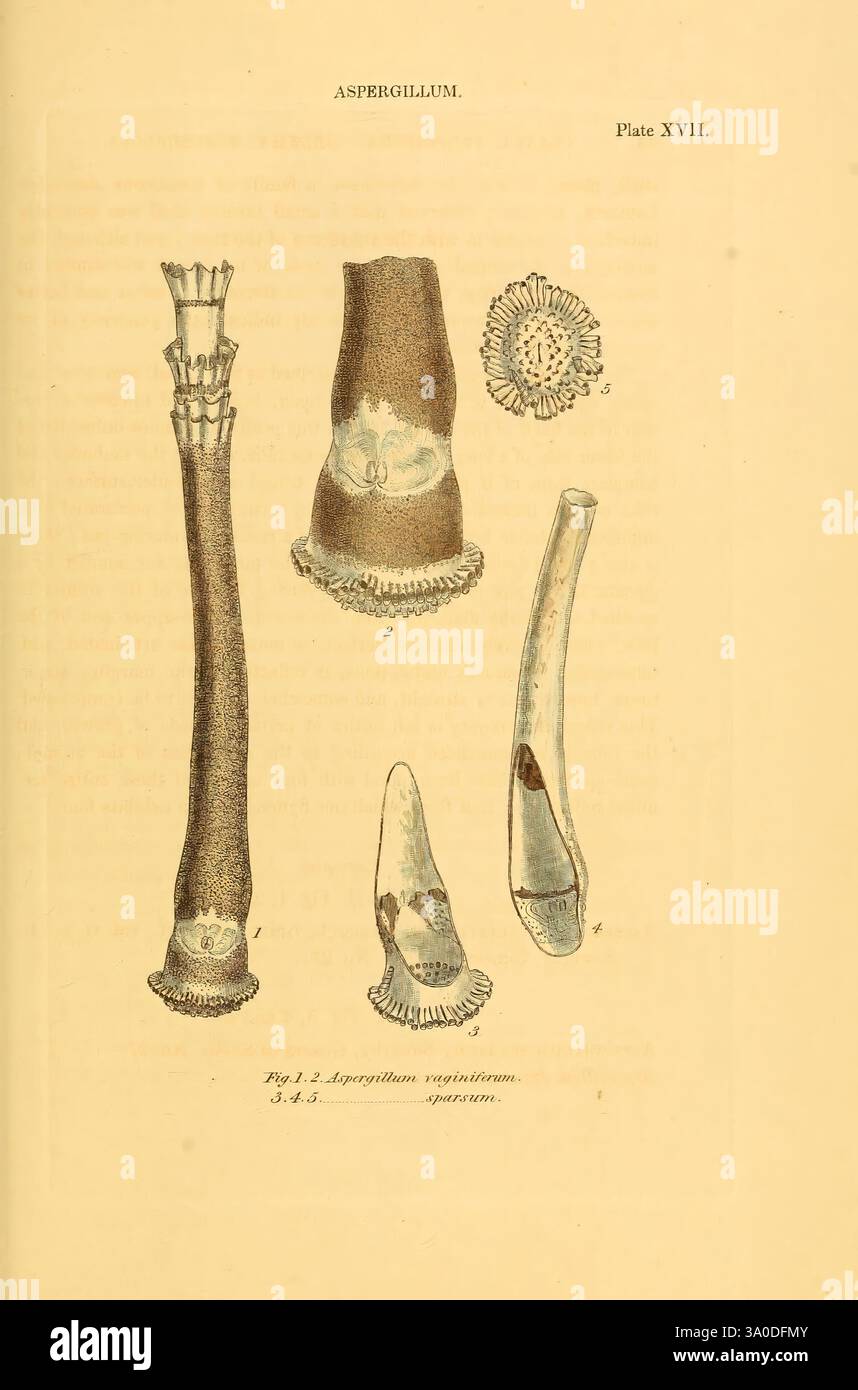 Complete system of conchology hi-res stock photography and images - Alamy