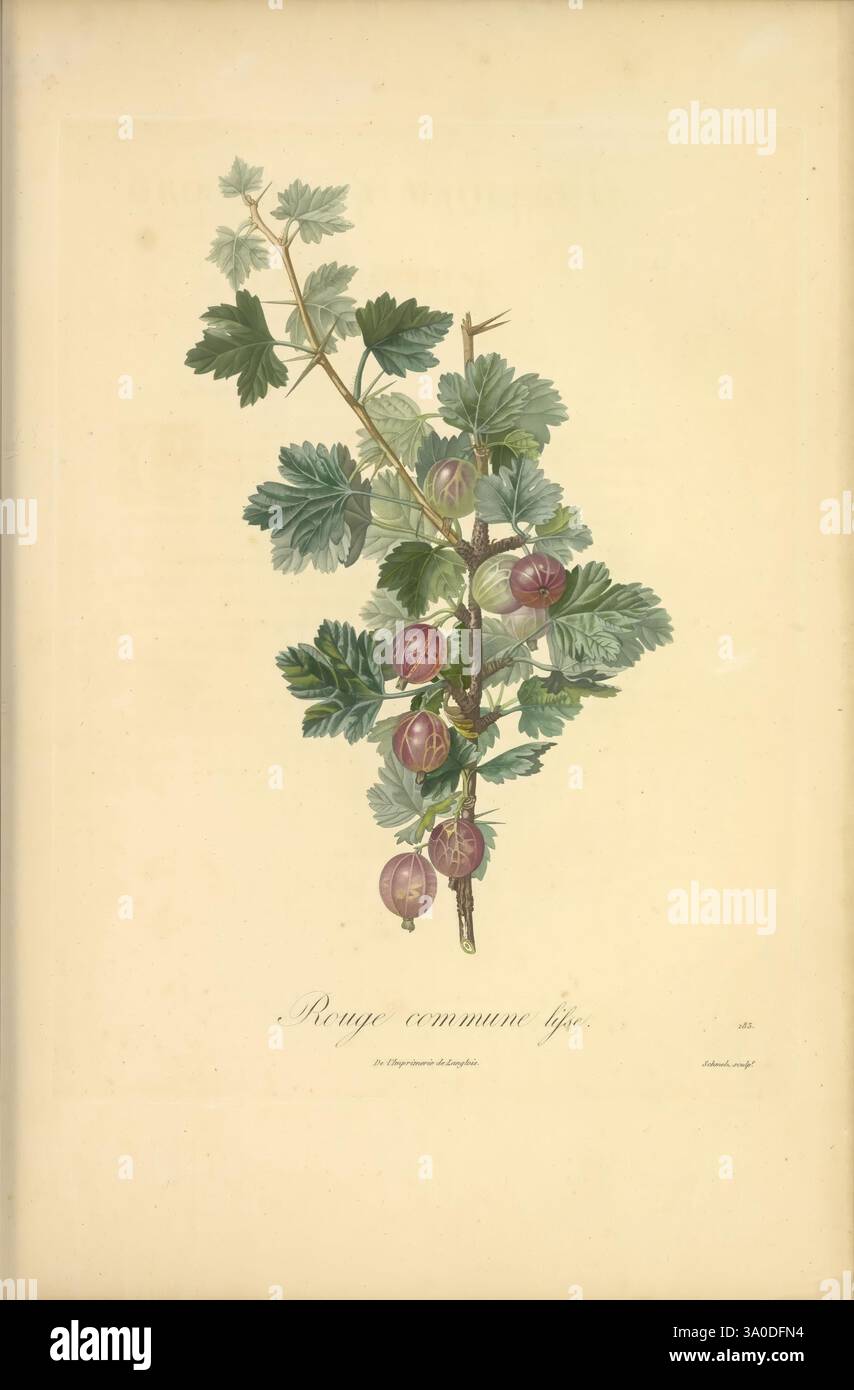 Ribes communis hi-res stock photography and images - Alamy