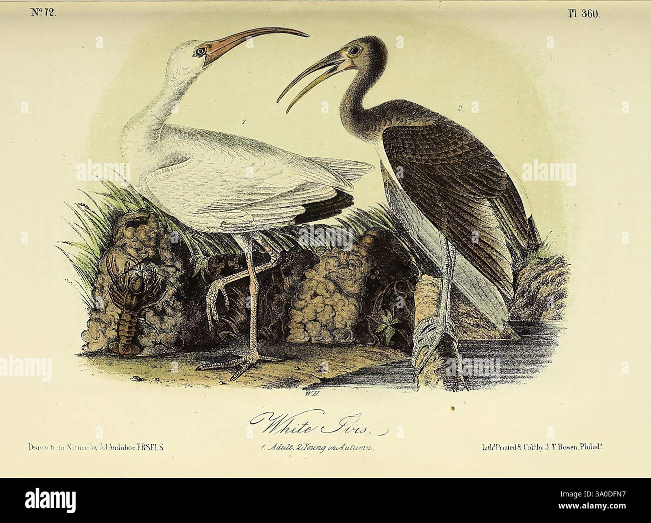 The birds of America New York, G.R. Lockwood,1871, c1839, birds, North ...