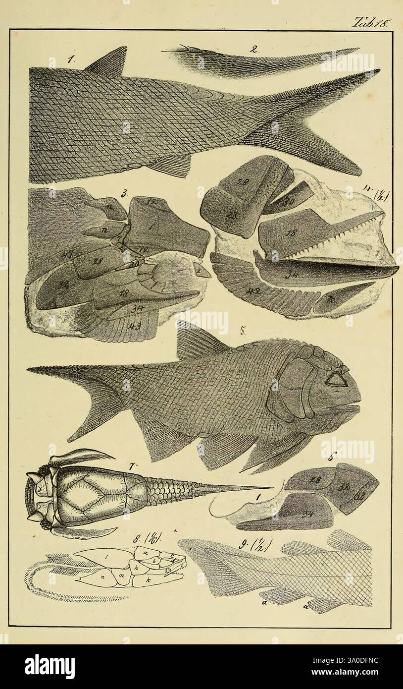 Handbuch der Petrefaktenkunde, Tübingen, H. Laupp, 1852, fossils ...