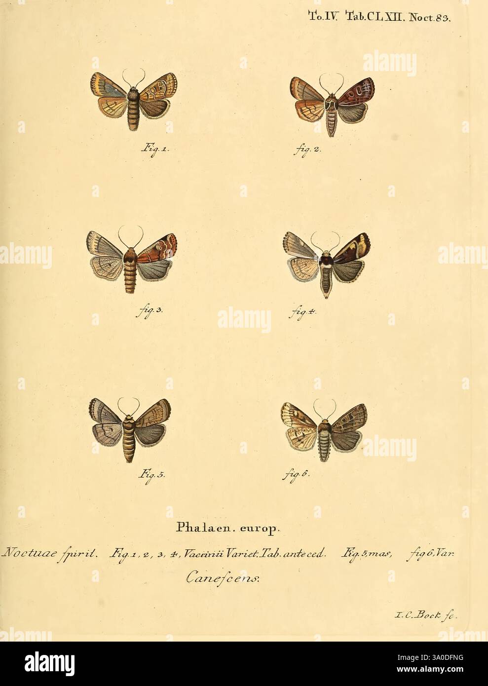 Featuring three additional moths hi-res stock photography and images ...