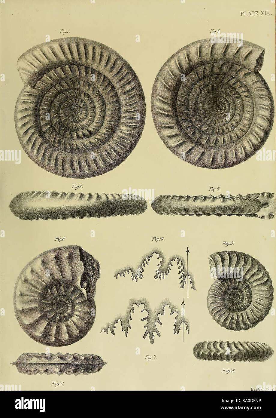 Renderings of ammonite fossils hi-res stock photography and images - Alamy