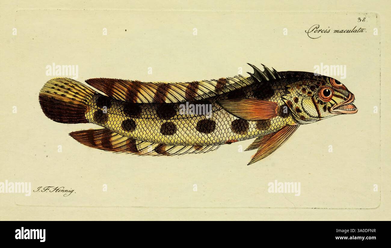 Periophthalmus maculatus hi-res stock photography and images - Alamy