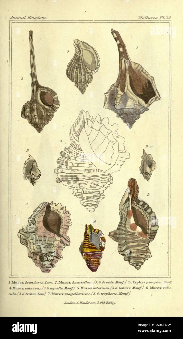 Illustrating unique structures hi-res stock photography and images - Alamy