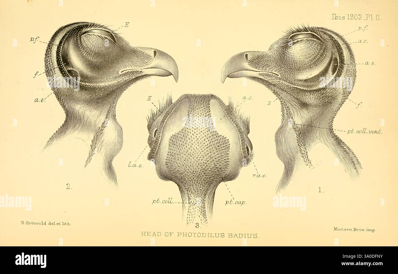 Intricacy of avian anatomy hi-res stock photography and images - Alamy