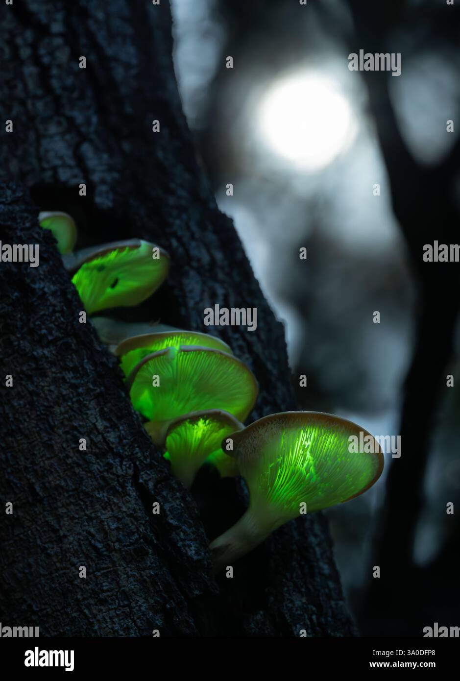 Bioluminescent Ghost Fungi Glowing in Moonlit Forest of Puckeys Estate ...
