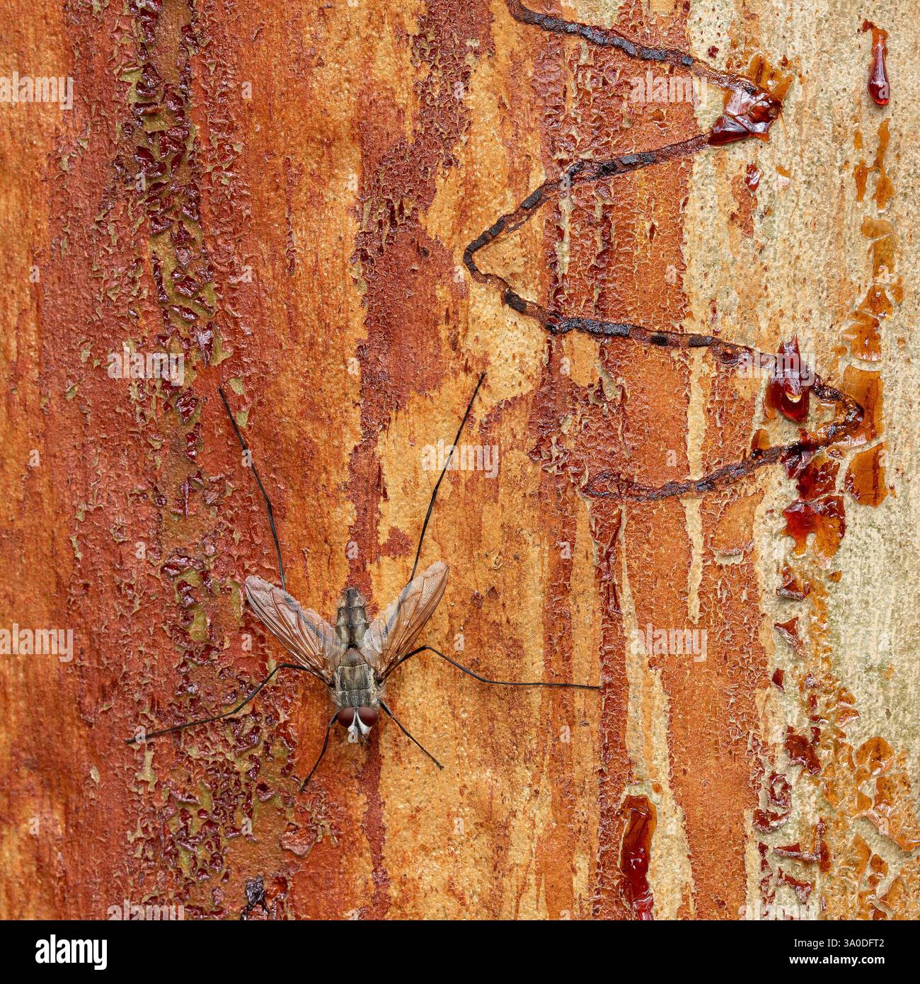 Tachinid Fly on Scribbly Gum Tree Bark Stock Photo - Alamy