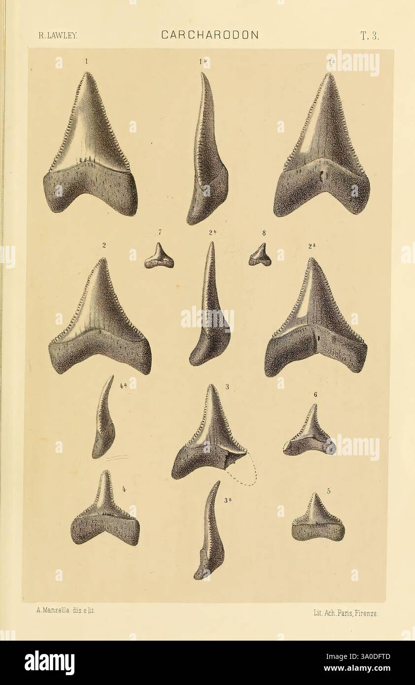 Studi comparativi sui pesci fossili coi viventi dei generi Carcharodon ...
