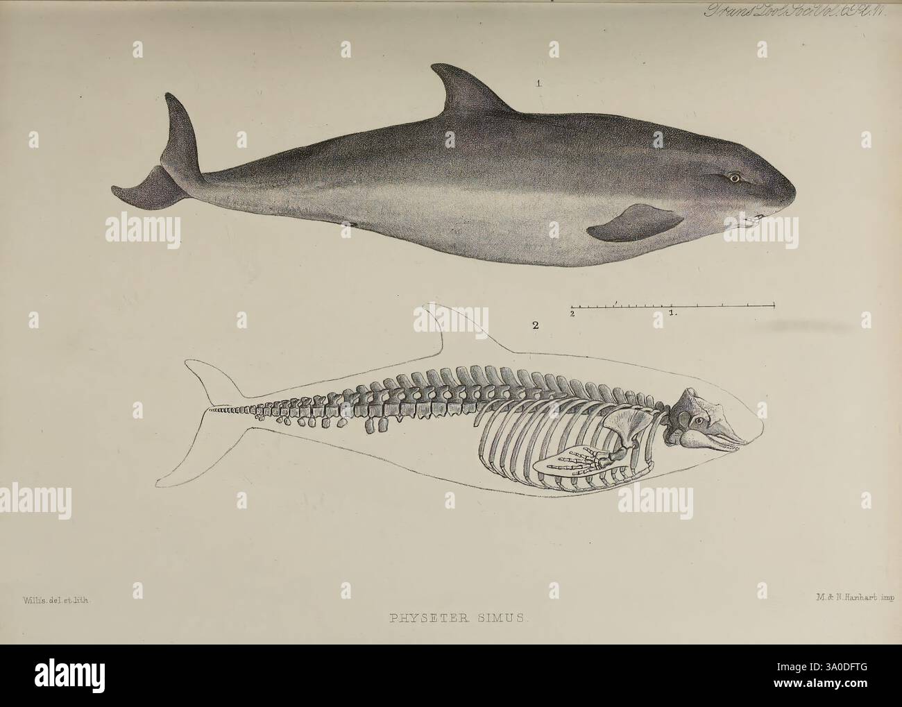 Arrangement of vertebrae hi-res stock photography and images - Alamy
