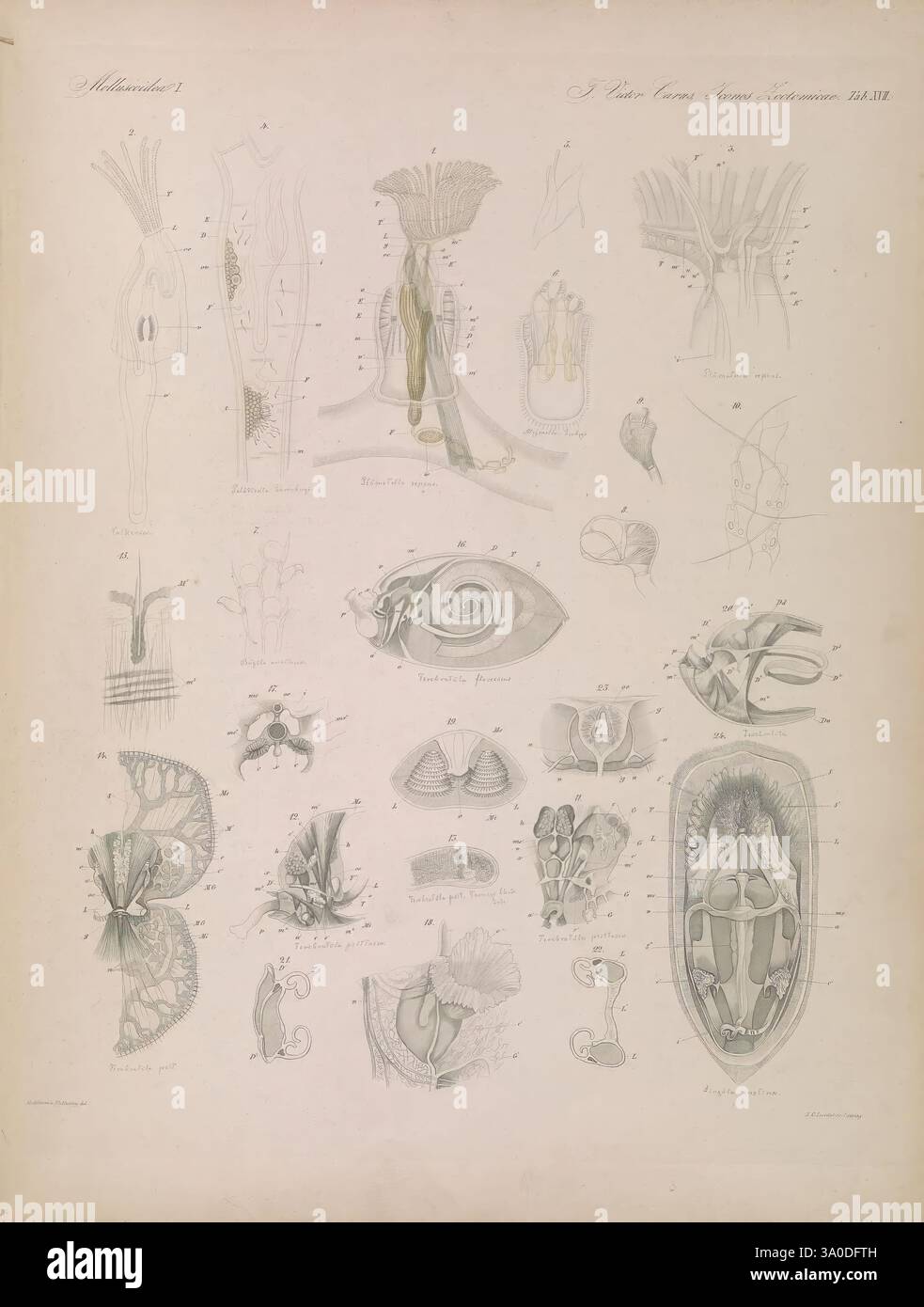 Detailed structures of different organisms hi-res stock photography and ...