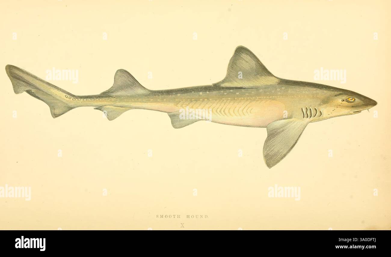 Shark conveys hi-res stock photography and images - Alamy