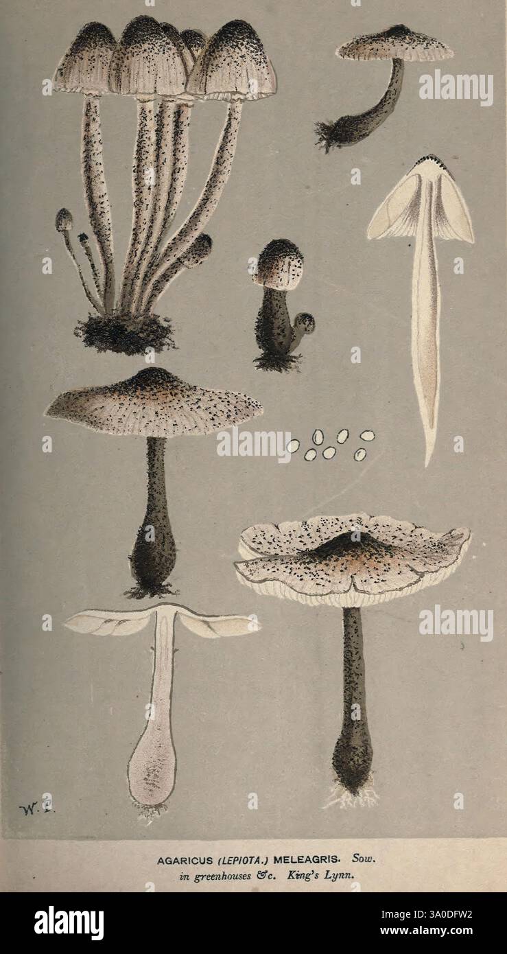 Particular group of fungi hi-res stock photography and images - Alamy