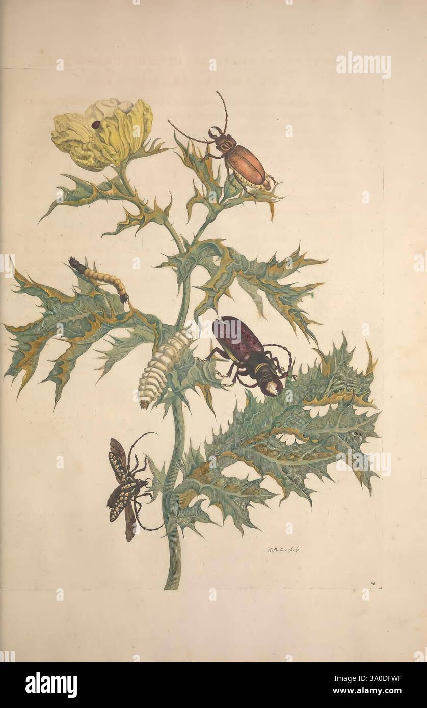 Women in science insect caterpillar caterpillars entomology mari hi-res ...