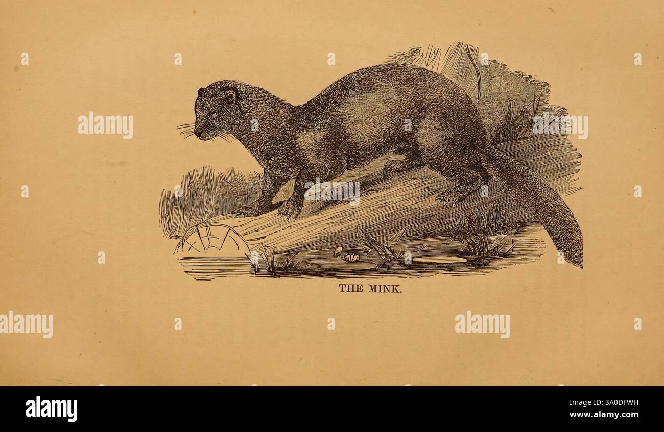 Fur trapping hi-res stock photography and images - Alamy