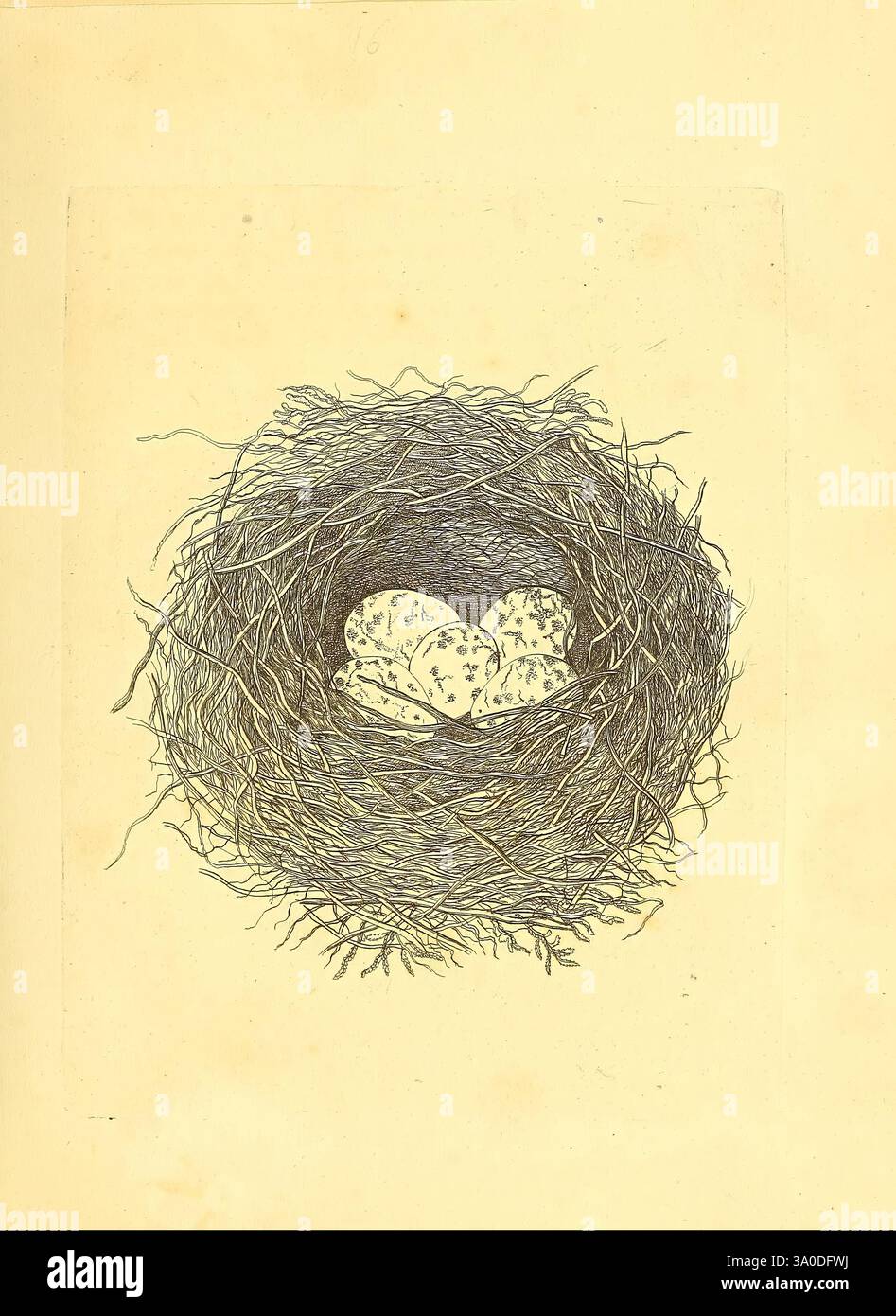 Nests construction highlight hi-res stock photography and images - Alamy