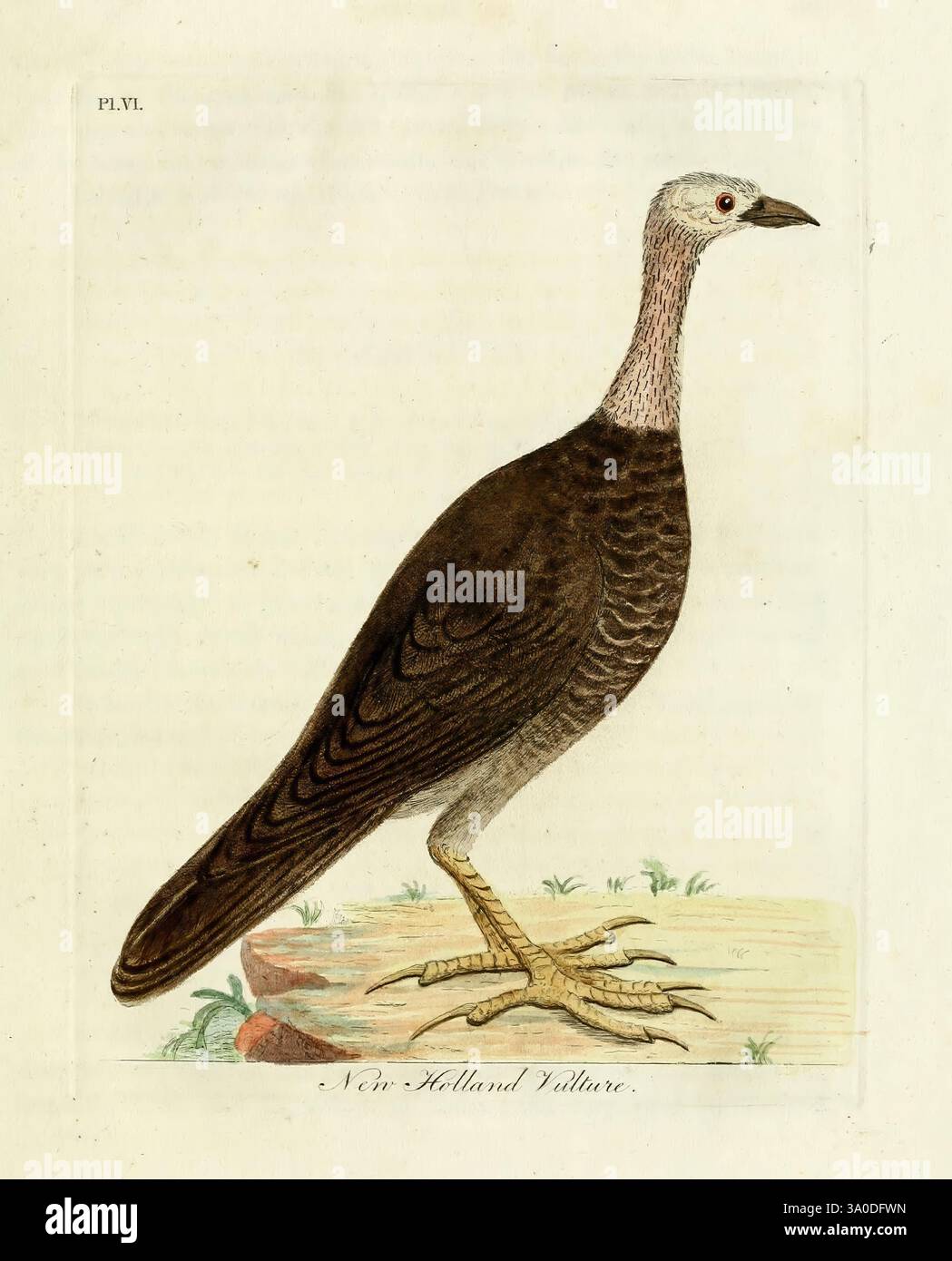 A general history of birds, Winchester, England, Printed by Jacob and ...