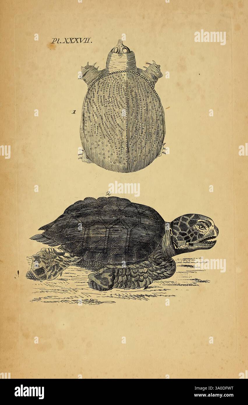 Turtles unique physical characteristics hi-res stock photography and ...