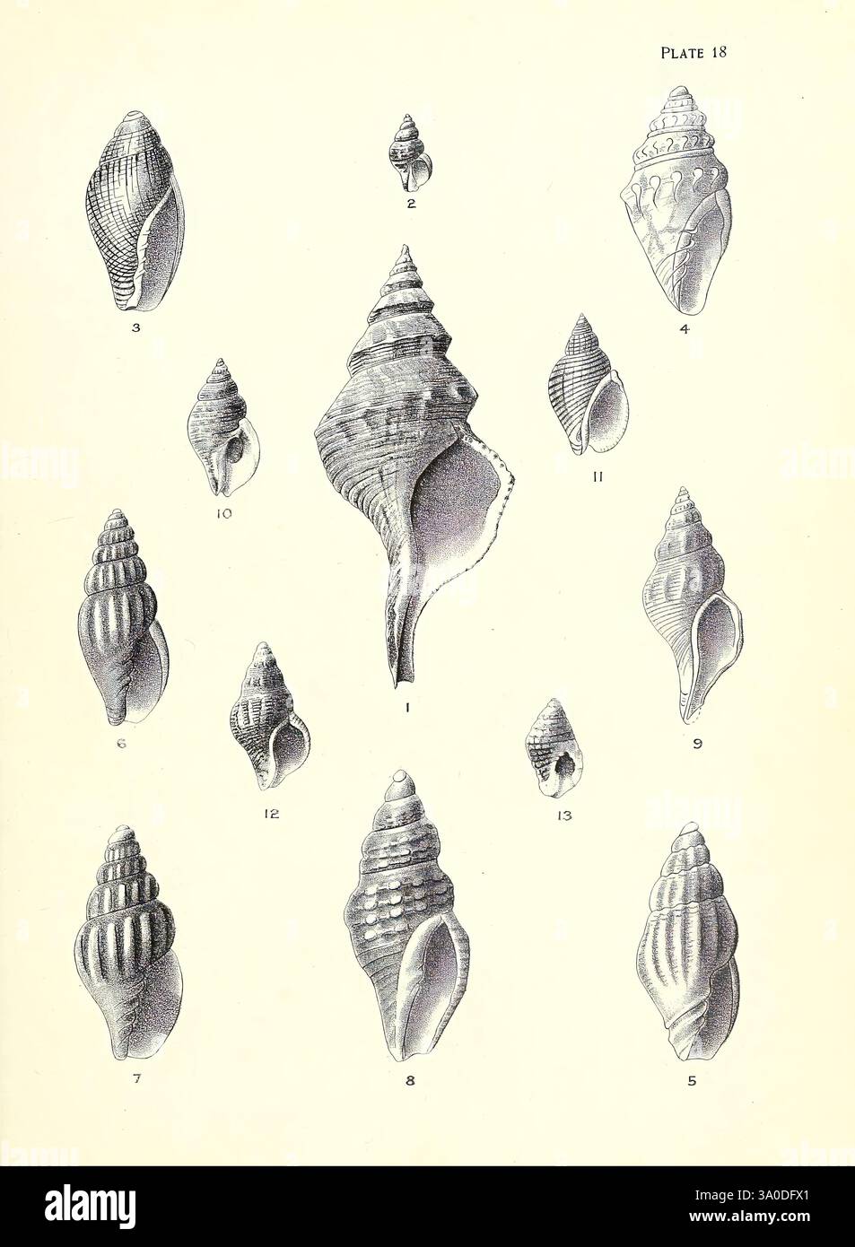 Vexillum pseudomarginatum hi-res stock photography and images - Alamy