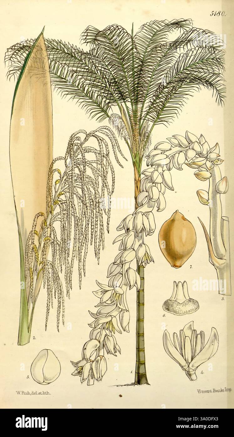 Curtis's Botanical Magazine London New York etc. Botany Periodicals ...