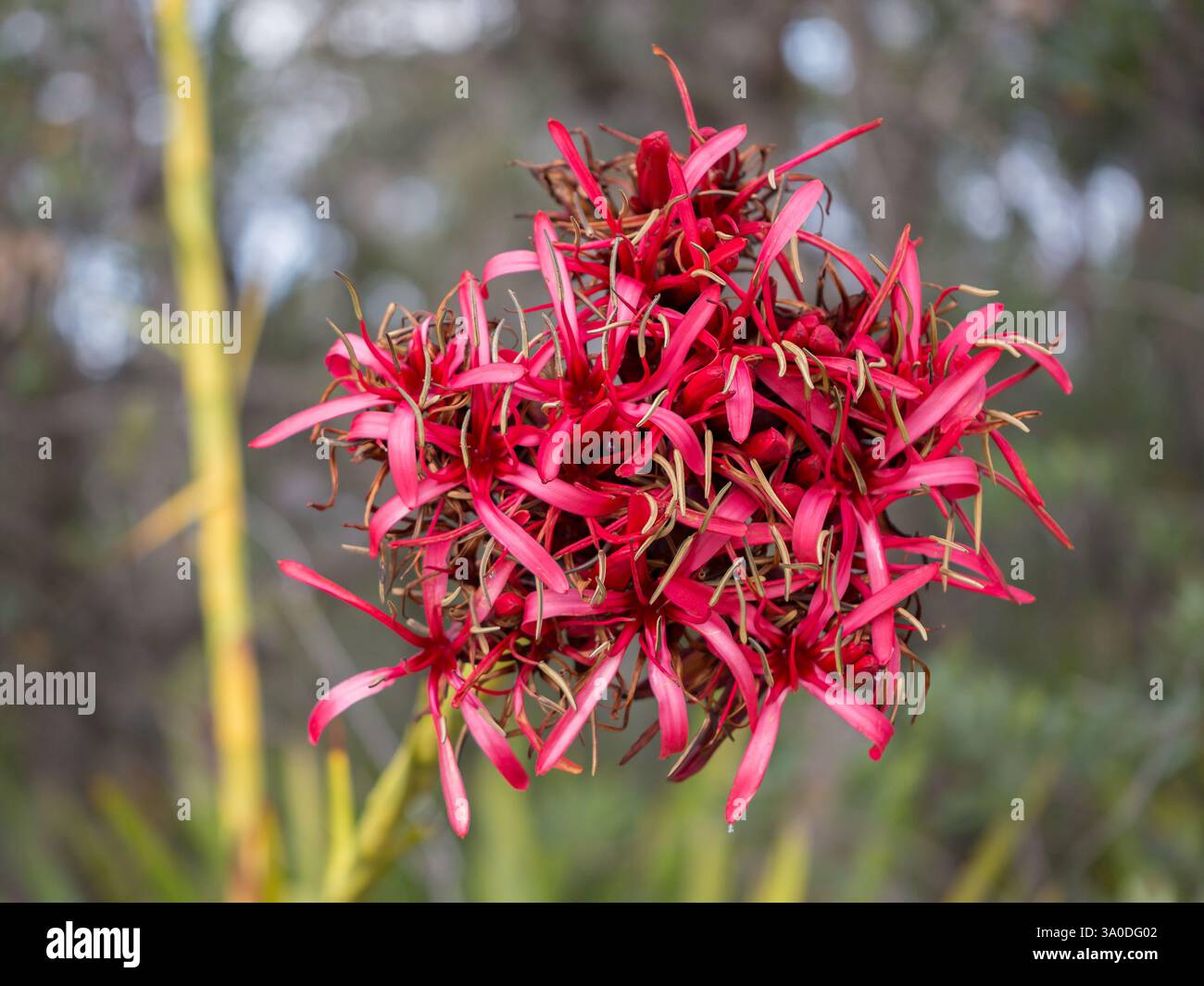 Majestic Gymea Lily Flower Head Stock Photo - Alamy