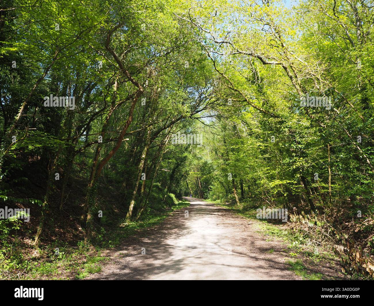 a footpath and cycle path through beautiful trees in the spring Stock ...