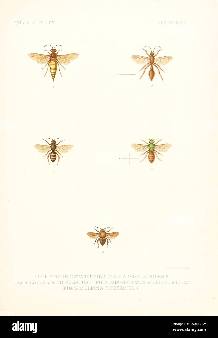 Detailed scientific depiction of various bee species hi-res stock ...
