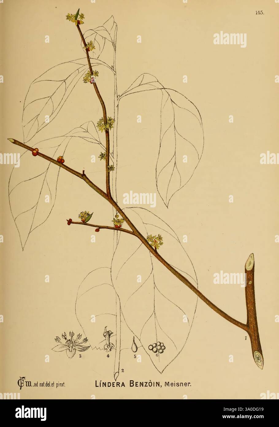 American medicinal plants New York Boericke & Tafel c1887 botany ...