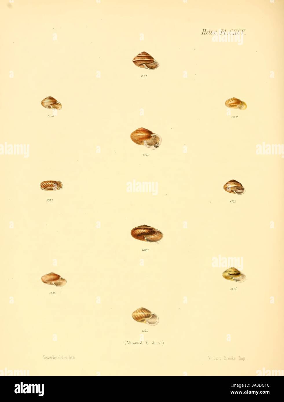 Conchologia iconica, Illustrations of the shells of molluscous animals ...