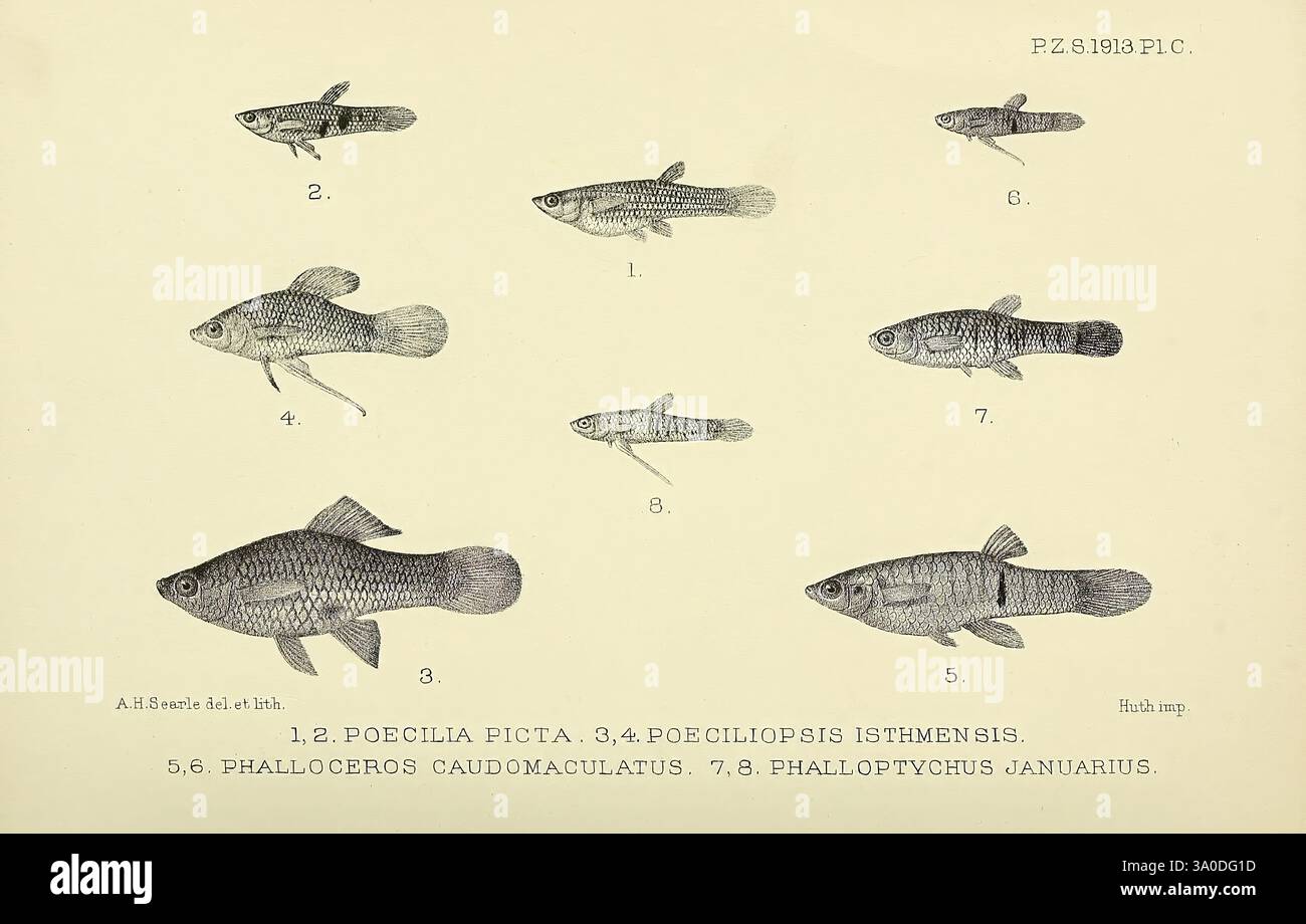 Indicate different developmental stages hi-res stock photography and ...