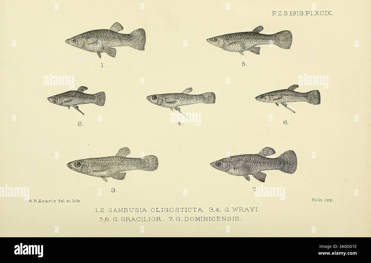 Proceedings of the Zoological Society of London London, Academic Press ...