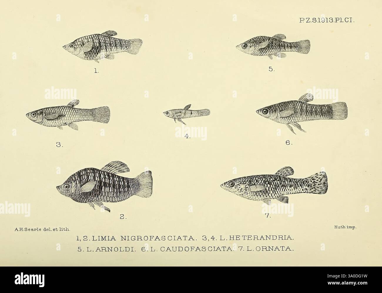 Proceedings of the Zoological Society of London, London, Academic Press ...