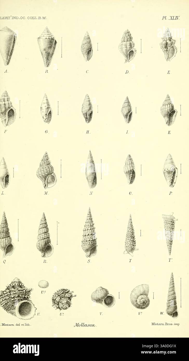 Columbella amirantium hi-res stock photography and images - Alamy