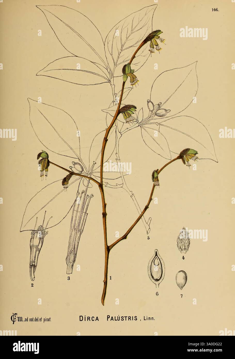Detailed botanical representation of dirca palustris hi-res stock ...